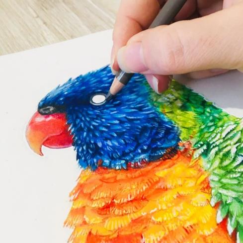 Rainbow Lorikeet Australian Bird Wall Art Print - Beautiful Australian ...